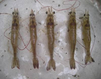 IHHNV | Informasi Penyakit Udang | Jala