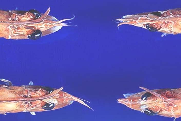 IHHNV | Informasi Penyakit Udang | Jala