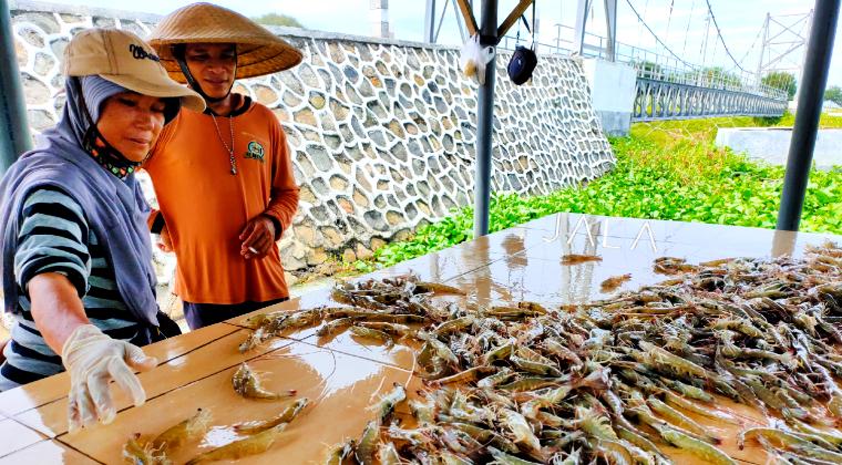 Perempuan dan Tambak Udang | JALA Blog